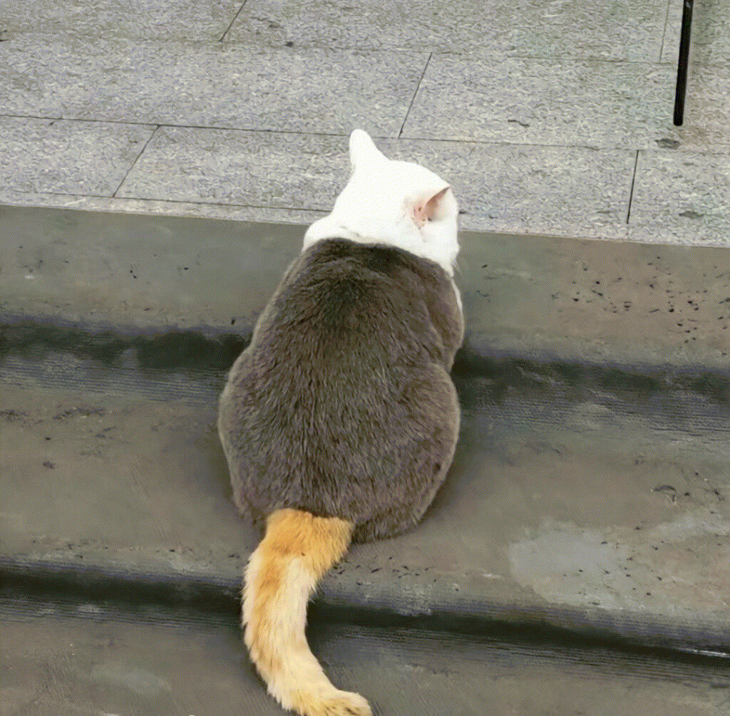 seconde topique de Sigmund Freud : le chat le moi et le surmoi - à l ...